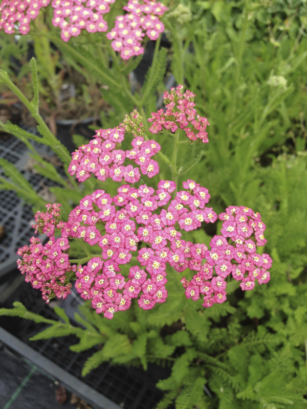 Erbacee Perenni | Flora 2000