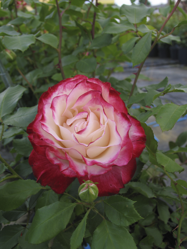 Rosa Princesse de Monaco® | Flora 2000 — Vivaio Online Bologna