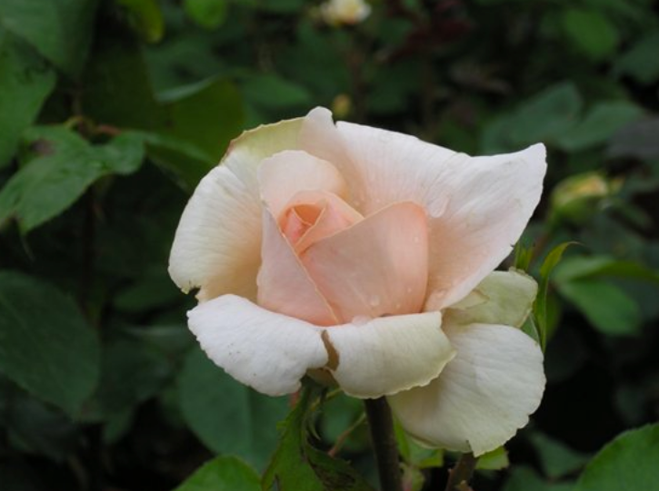 Rosa Andre Le Notre® - Flora 2000 — Vivaio Online Bologna