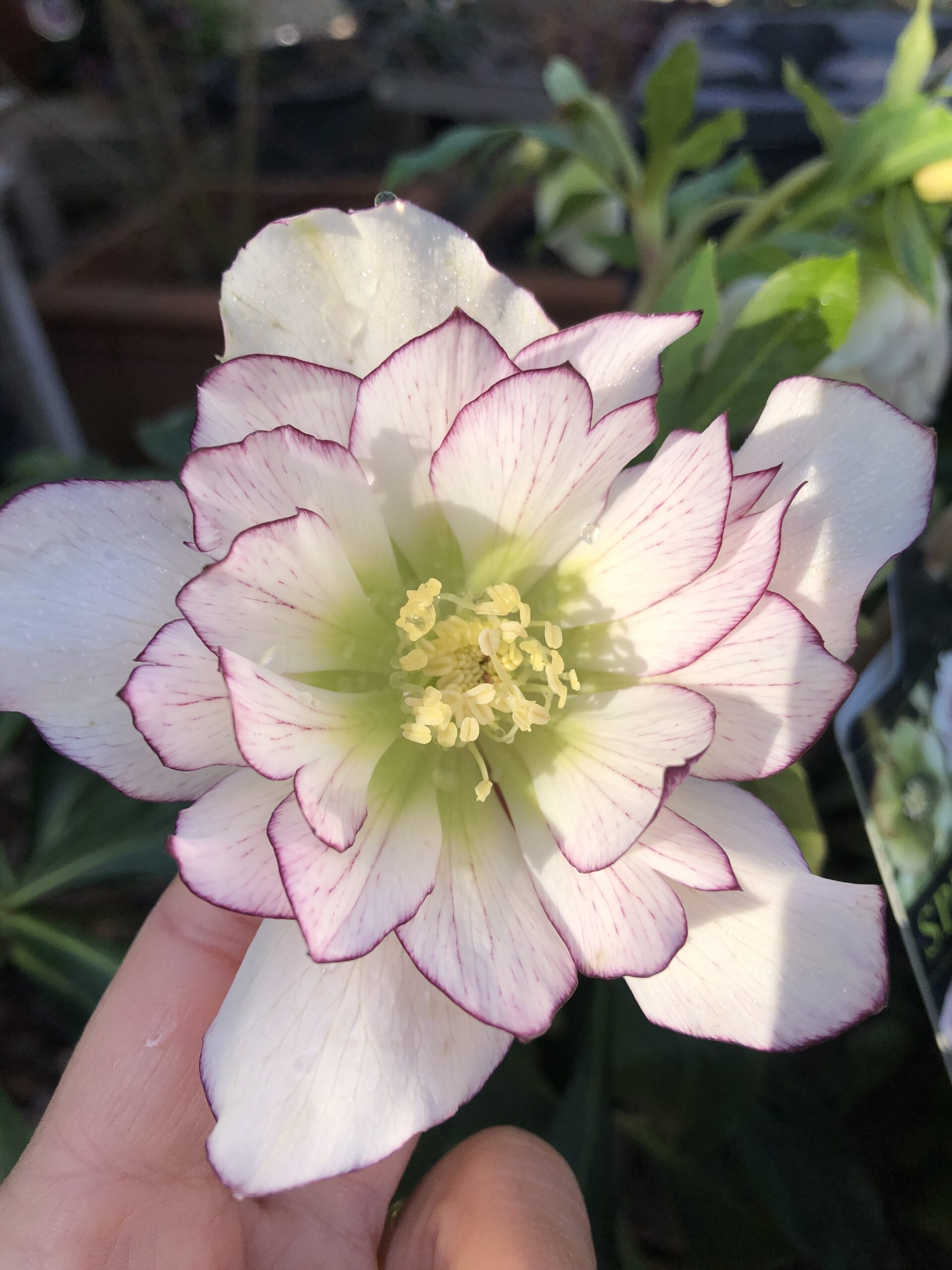 Helleborus Spring promise ‘White Bride’ - Flora 2000 — Vivaio Online ...
